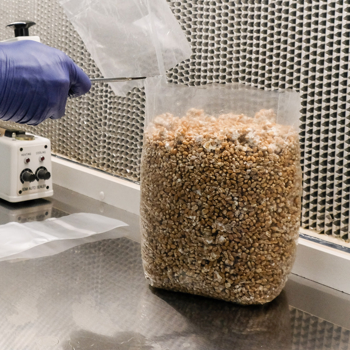 Mushroom Spawn | Mushroom Spores Australia | Little Acre