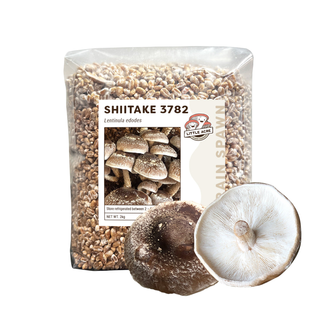 Shiitake Mushroom Spawn (3782) | Little Acre – Little Acre Mushrooms