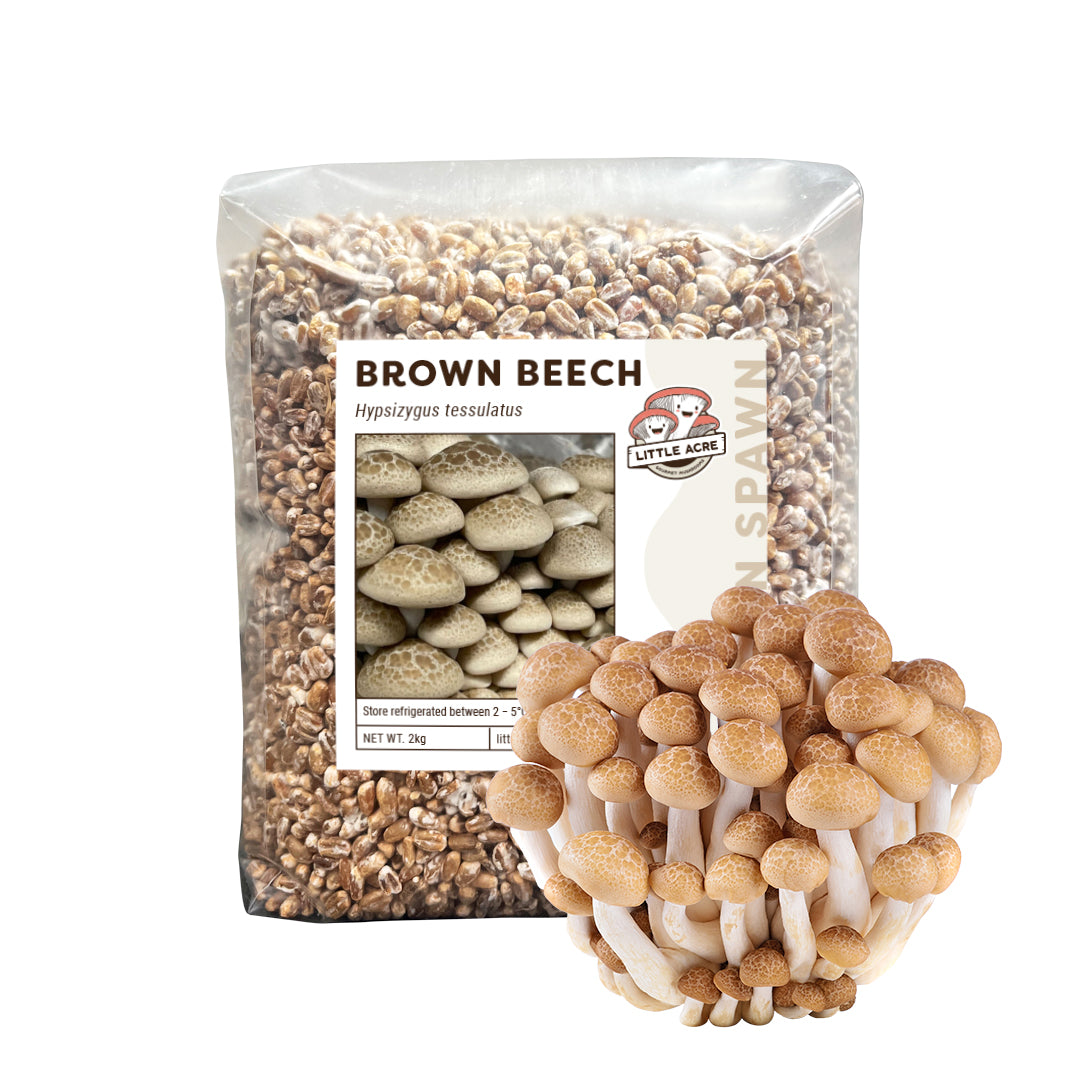 Brown Beech Mushroom Spawn (Hypsizygus tessulatus) | Little Acre ...