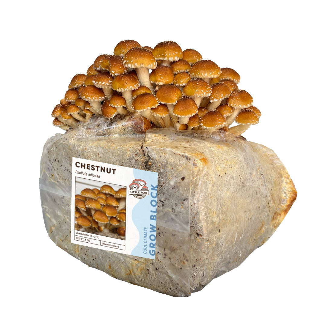 Chestnut Mushroom Grow Block | Little Acre – Little Acre Mushrooms