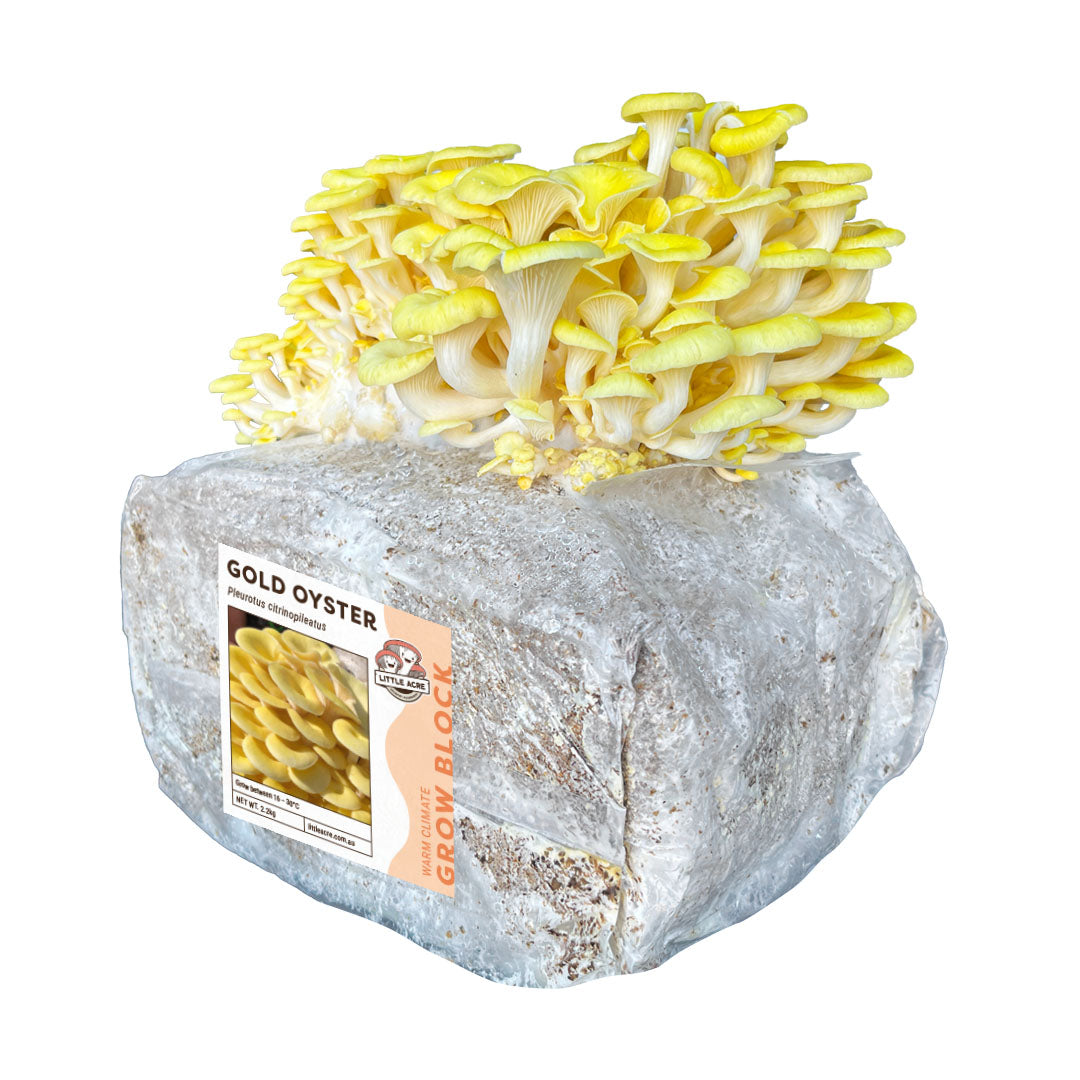 Gold Oyster Mushroom Grow Block | Little Acre – Little Acre Mushrooms