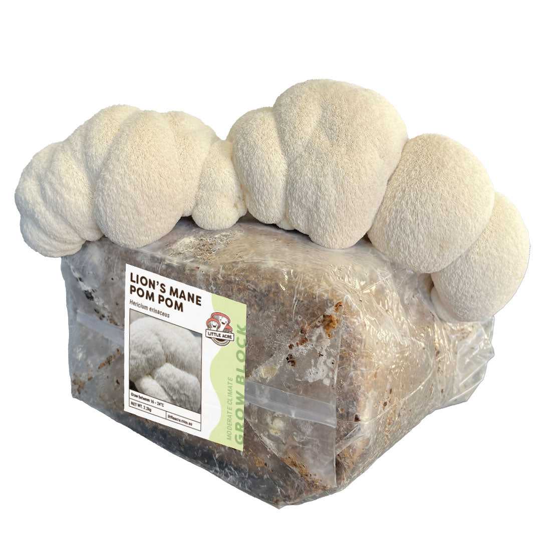 Lion's Mane Mushroom Grow Block | Little Acre – Little Acre Mushrooms