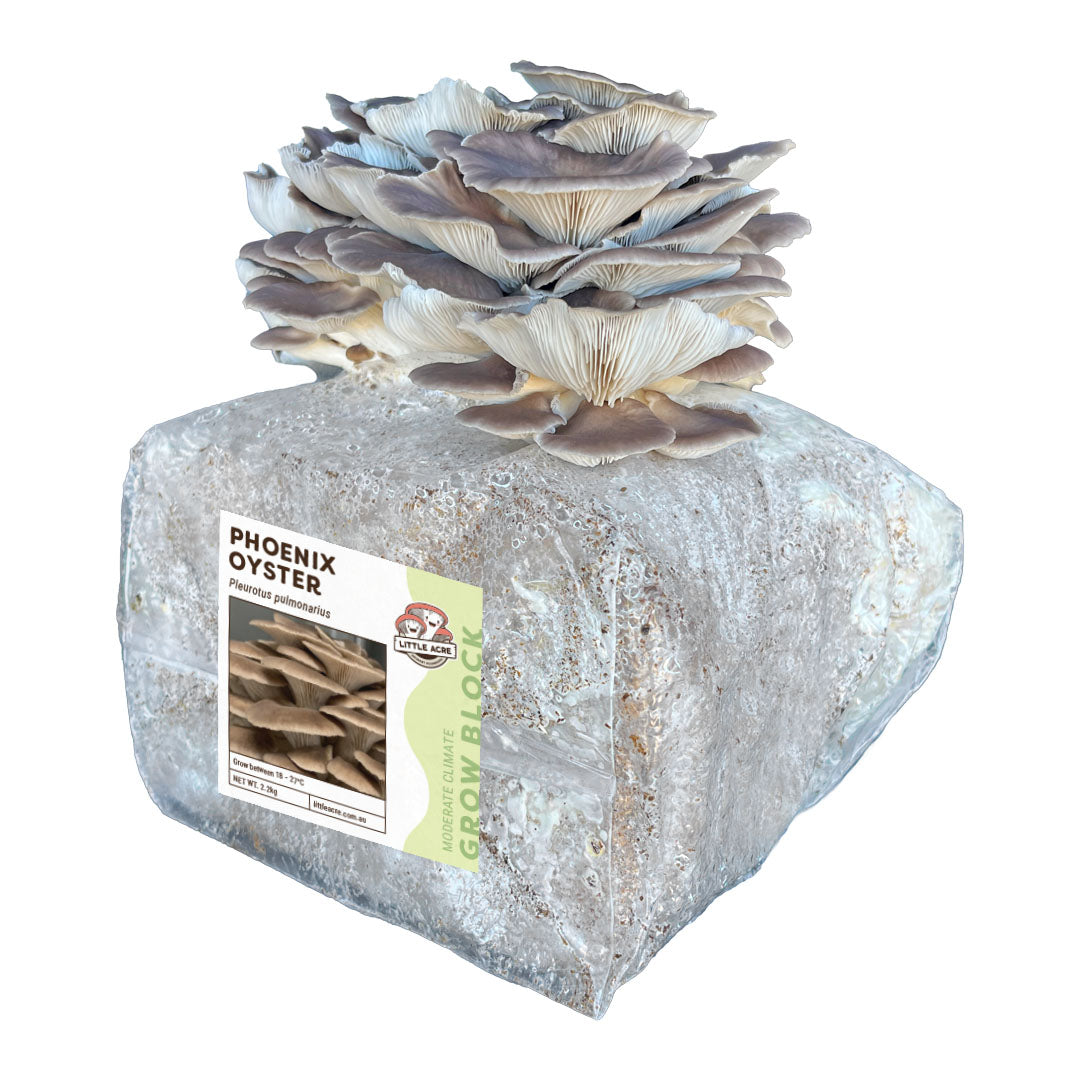 Phoenix Mushroom Grow Block | Little Acre – Little Acre Mushrooms