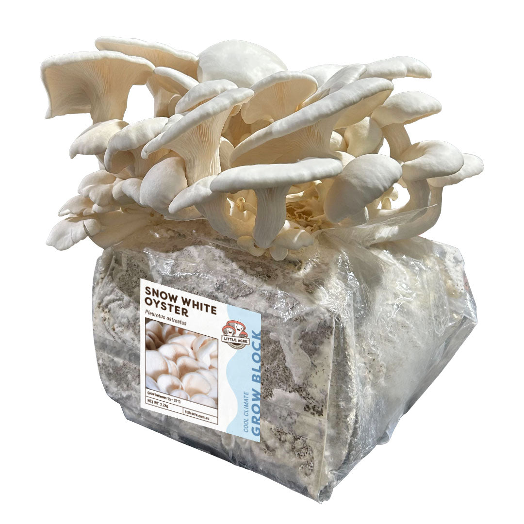 Snow White Oyster Mushroom Grow Block | Little Acre – Little Acre Mushrooms