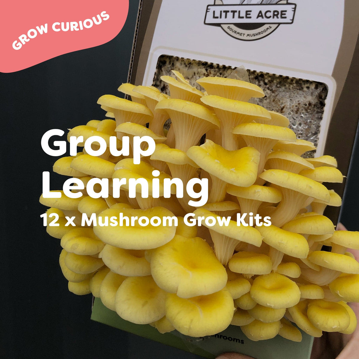 Education packs | Kits for Classrooms | Little Acre Mushrooms