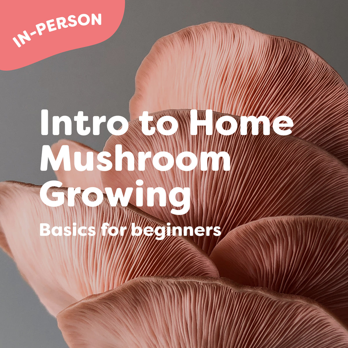 How To Grow Mushrooms at Home Workshop for Beginners | Little Acre