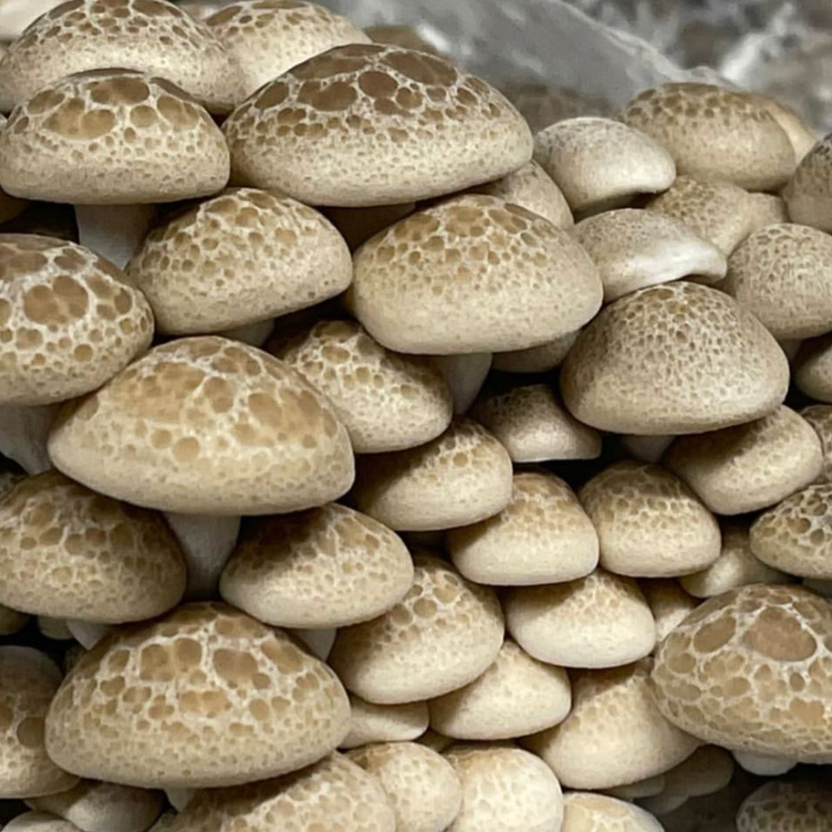 Brown Beech Mushroom Spawn (Hypsizygus tessulatus) | Little Acre ...