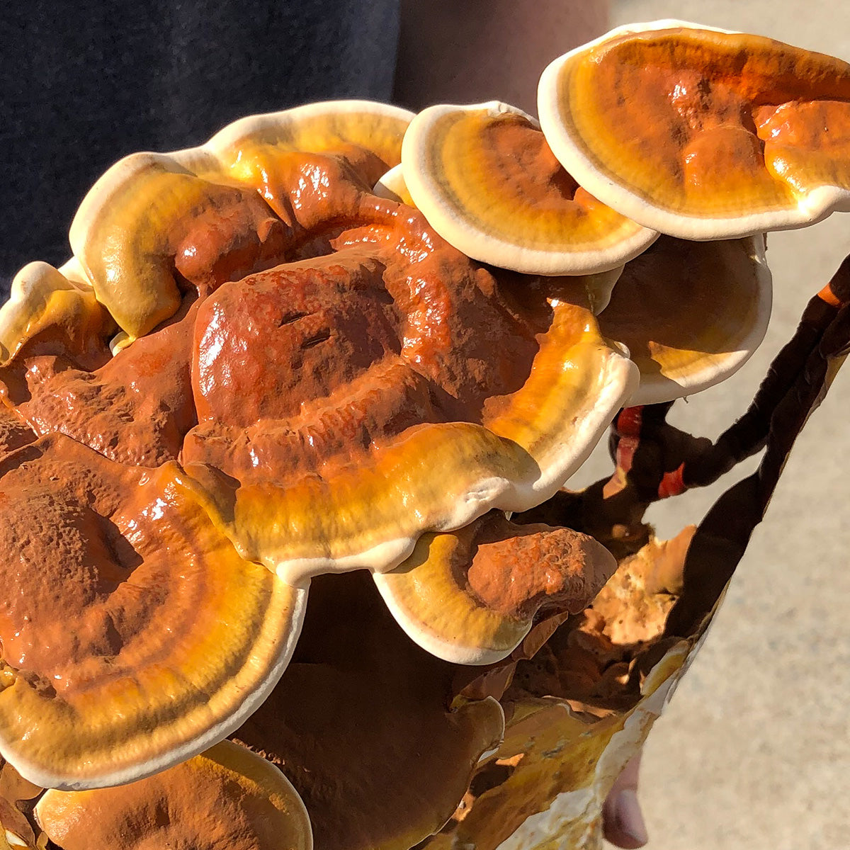 Reishi Mushroom Spawn (Ganoderma steyaertanum) | Little Acre