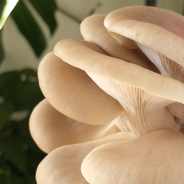 Mushroom Spawn | Mushroom Spores Australia | Little Acre – Little Acre ...