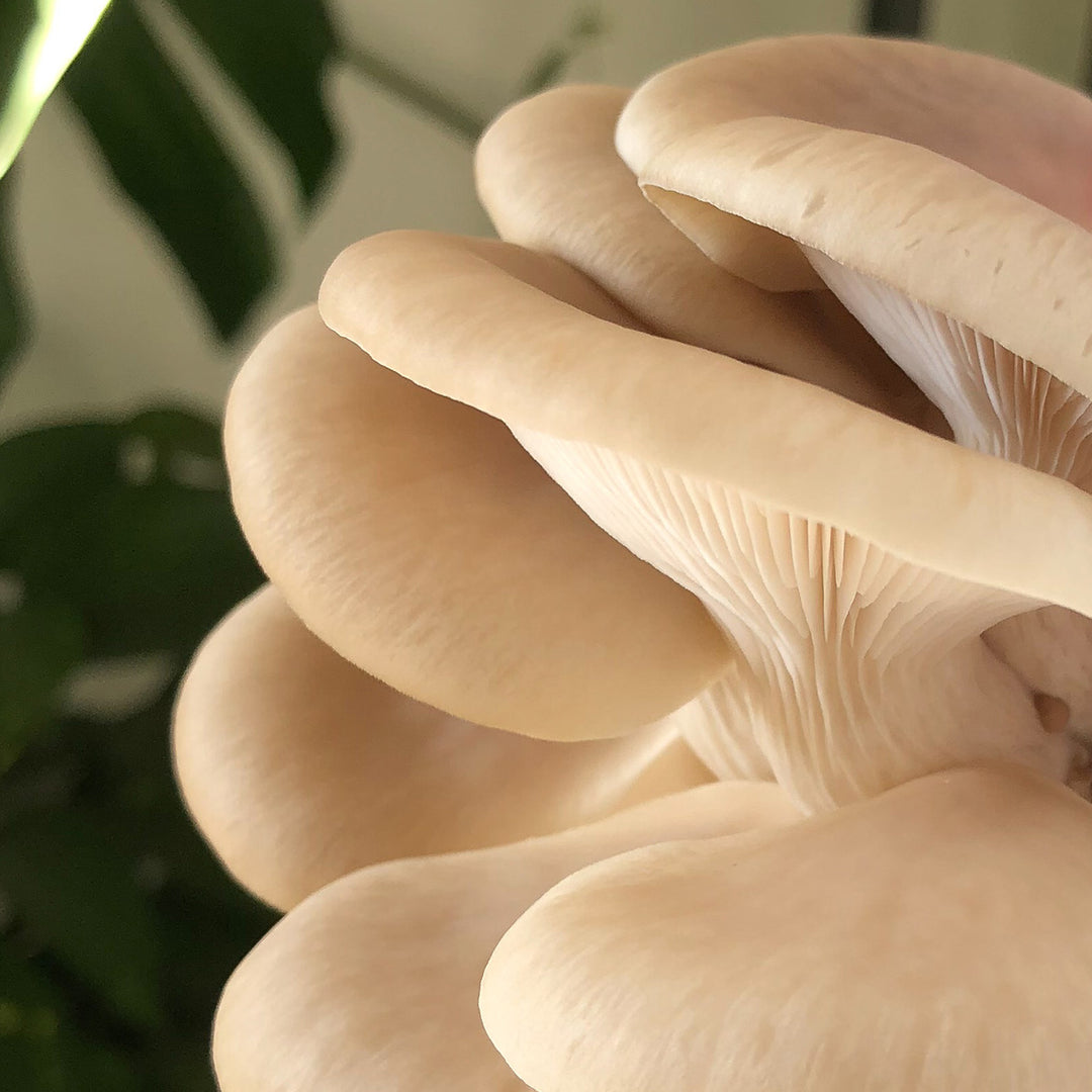 DIY Mushroom Log Kit - Outdoor Mushroom Growing | Little Acre – Little ...