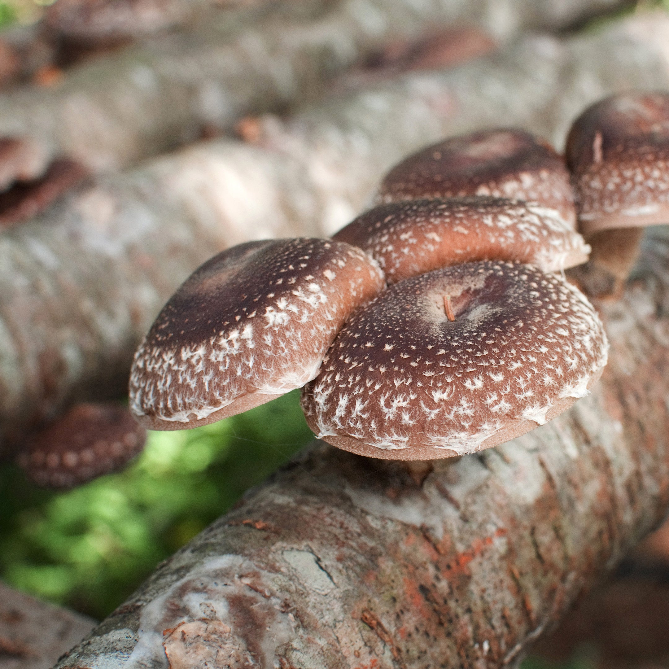DIY Mushroom Log Kit - Outdoor Mushroom Growing | Little Acre