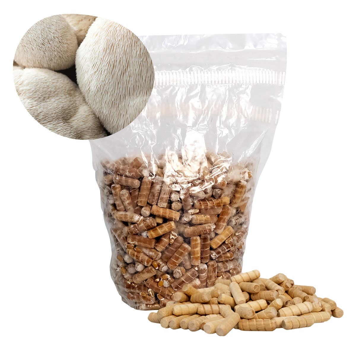 Lion's Mane Mushroom Plug Spawn (Hericium coralloides) - Dowel Spawn ...