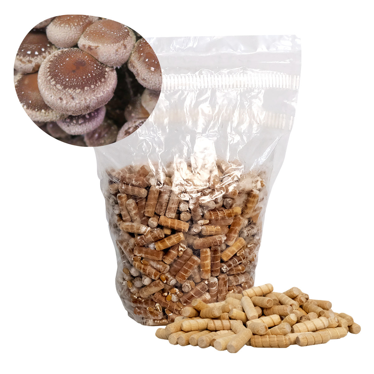 Shiitake Mushroom Plug Spawn - Dowel Spawn | Little Acre – Little Acre Mushrooms