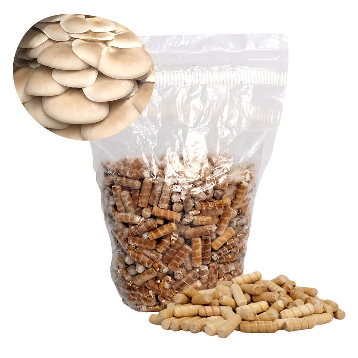 Warm White Oyster Mushroom Plug Spawn (Pleurotus ostreatus) - Dowel ...