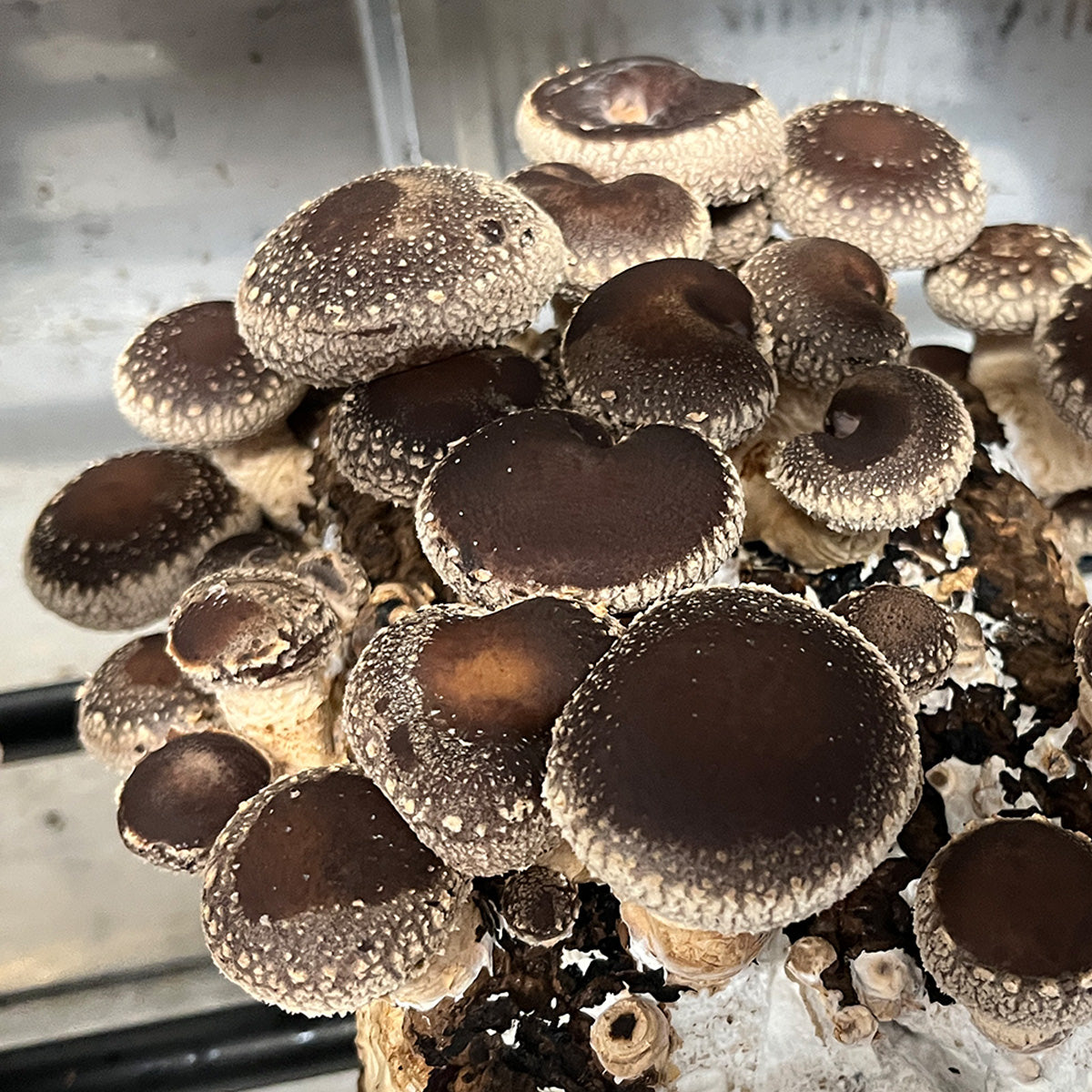 Shiitake Mushroom Grain Spawn (3790) | Little Acre