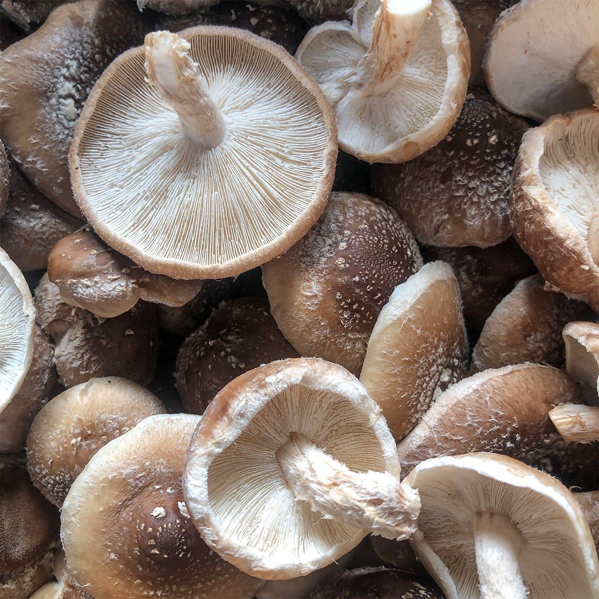 Shiitake Mushroom Spawn (3782) | Little Acre – Little Acre Mushrooms