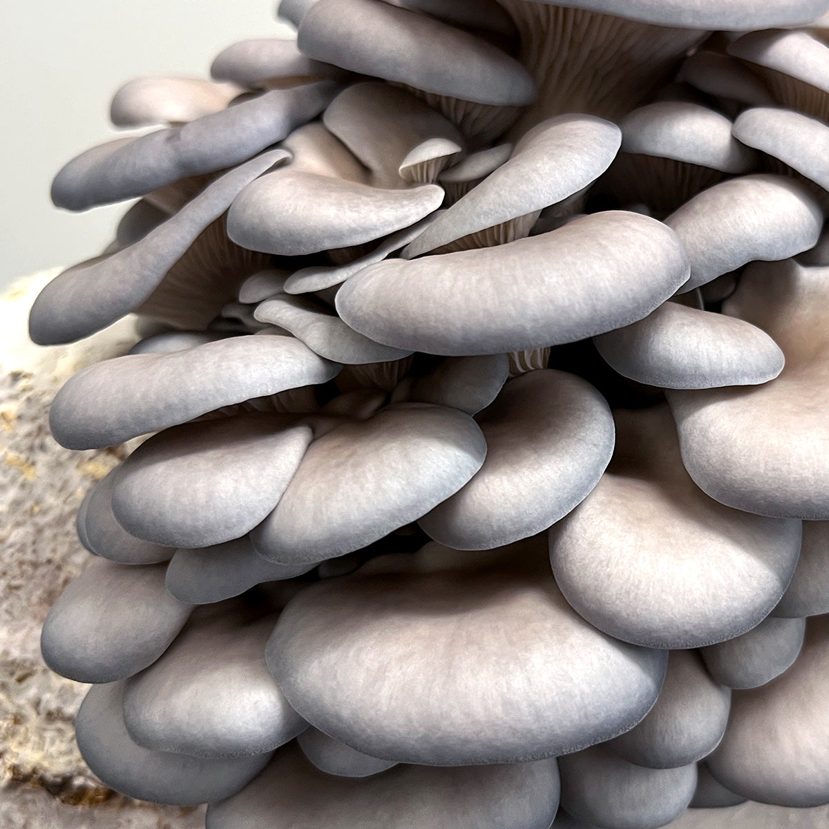 Silver Shimeji Mushroom Grain Spawn | Little Acre – Little Acre Mushrooms